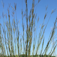 Phytozome
